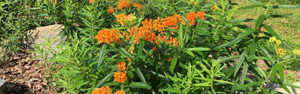 3 Reasons to Gift Native Plants this Holiday Season