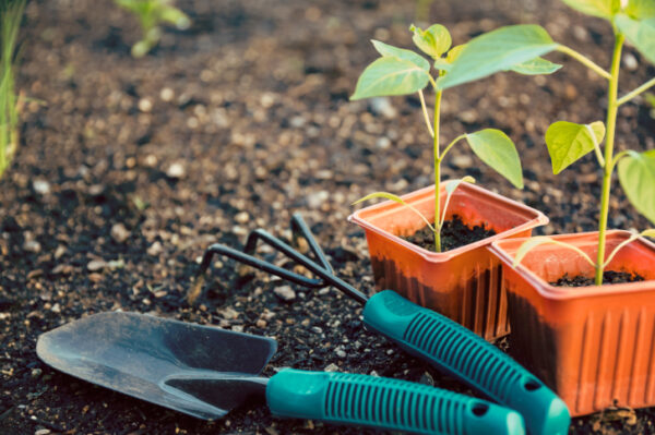 How to Create a Rain Garden with Native Plants