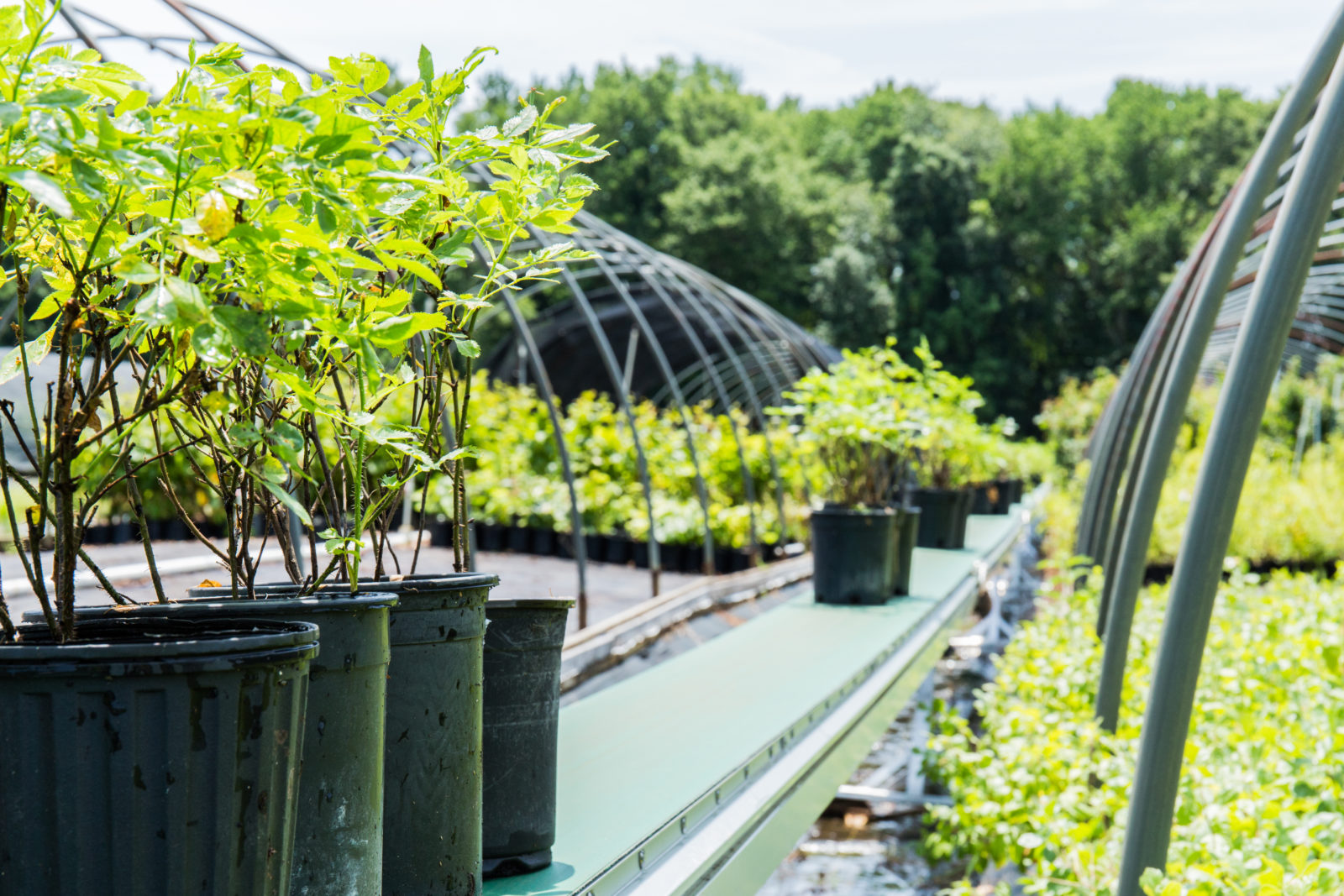 5 Ways to Ready Your Native Plants for Fall