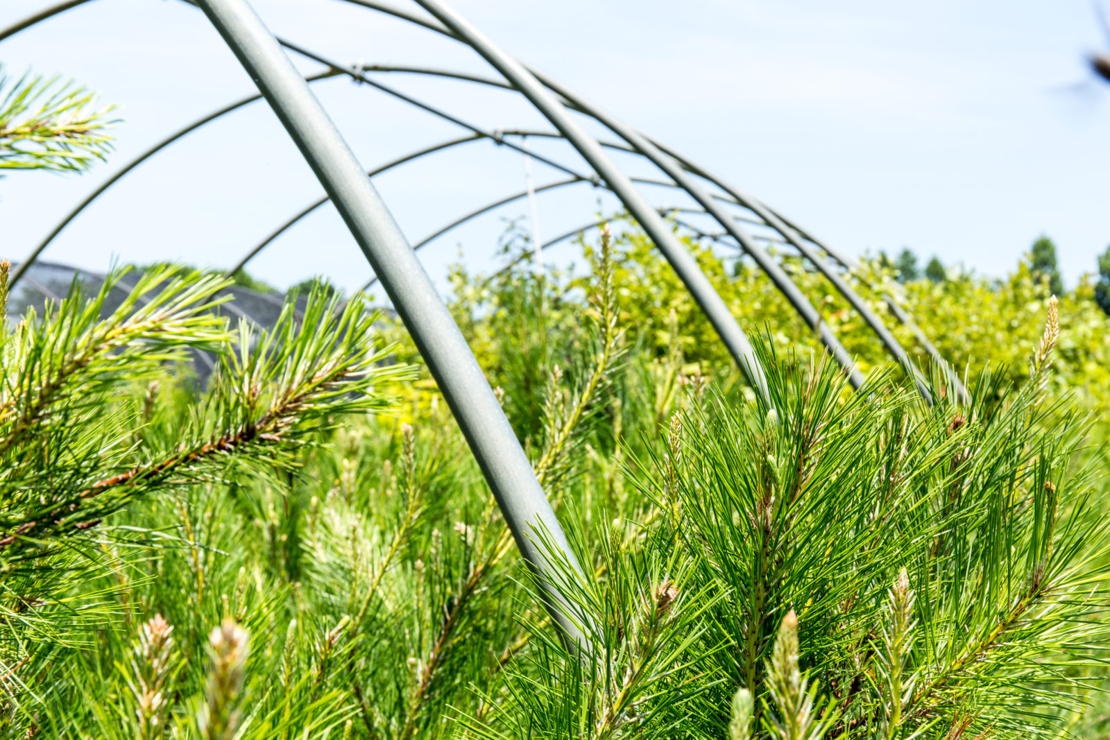 5 Ways to Care for Your Native Plants