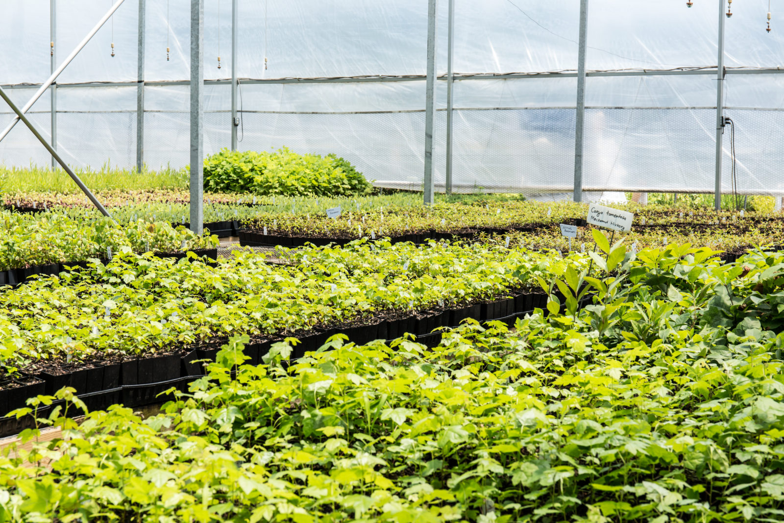 A Brief Guide to Native Plants