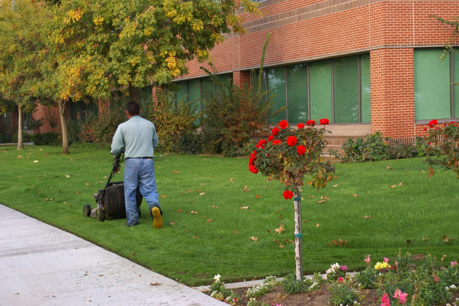 Choose Native Plants for Your Commercial Landscape Design