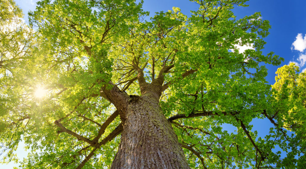 5 Gardening Tips for Planting Under Trees