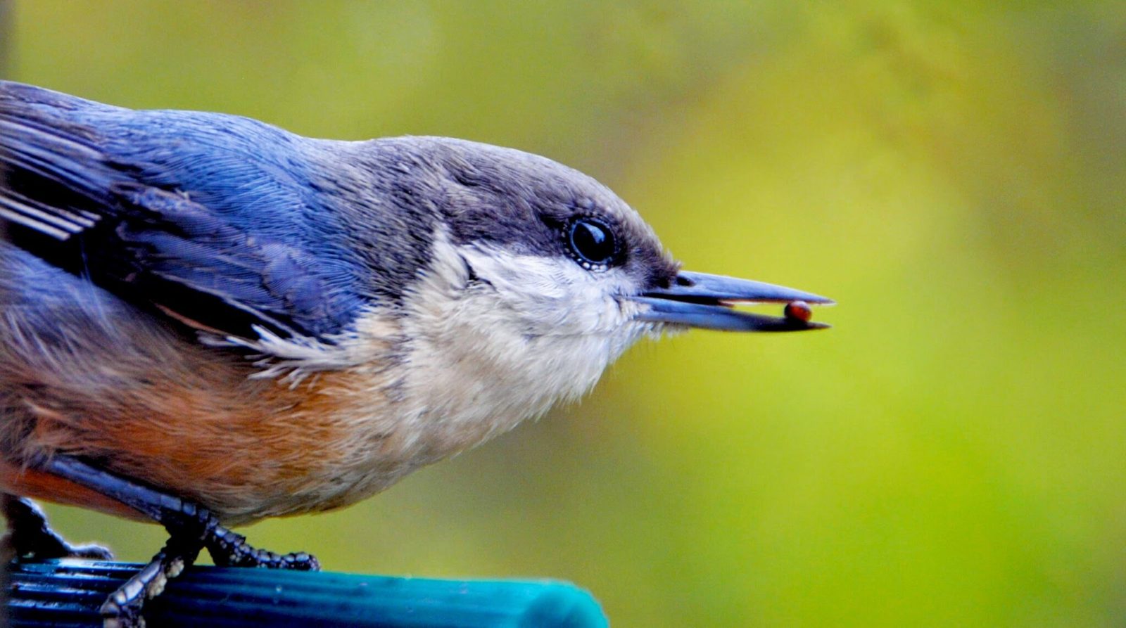 5 Ways to Help the Local Bird Population