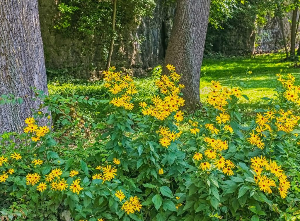 5 Ways to Enrich Your Local Environment with Native Plants - American ...