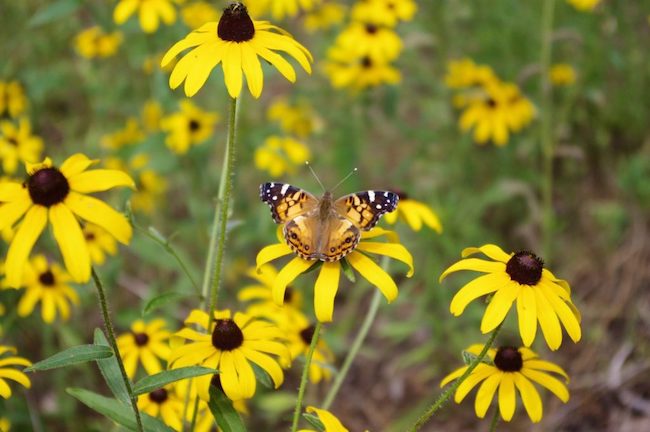 How to Prep Native Plants for the Fall Season - American Native Plants