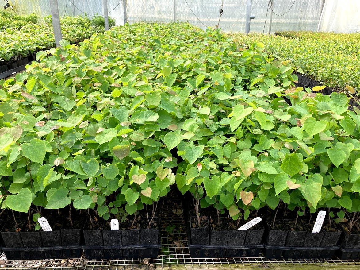 Careers - American Native Plants