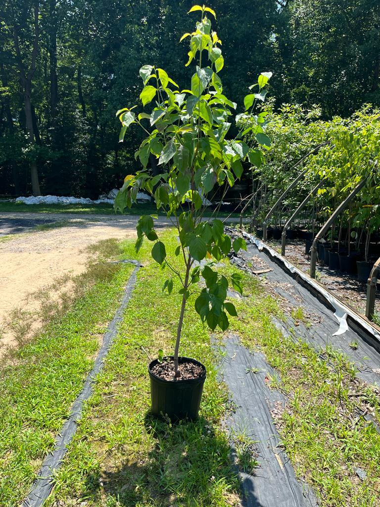 Cornus florida #5 NS | American Native Plants - MD, DE, PA, VA