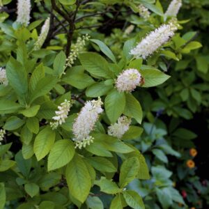 Clethra alnifolia Archives - American Native Plants