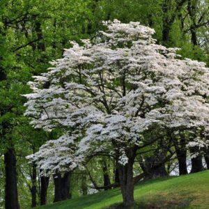 small understory tree Archives - American Native Plants