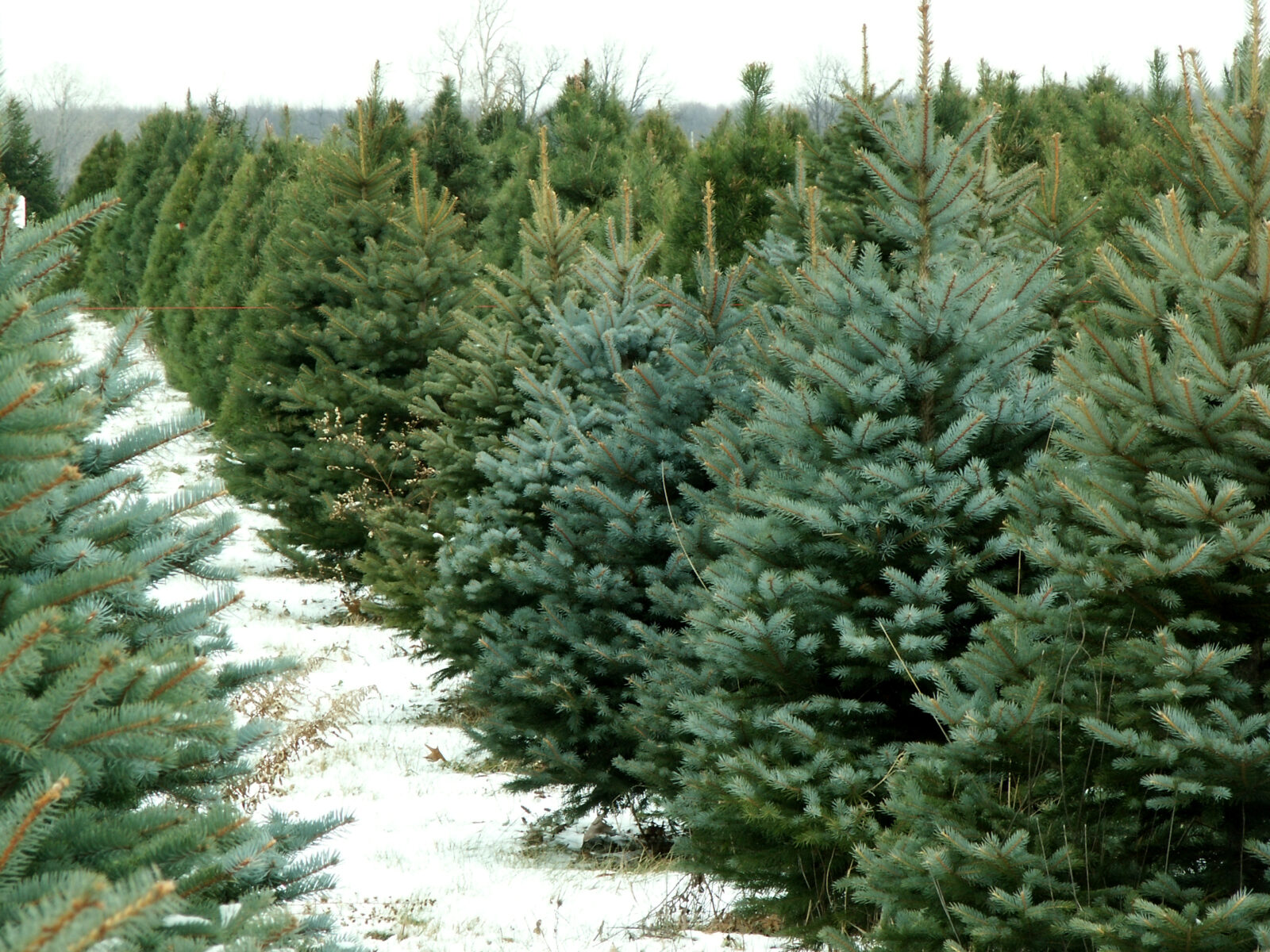 Native Trees & Christmas Tree Sales | American Native Plants